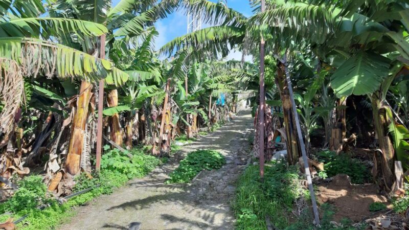 Madeira: Private Banana Farm Tour with Pickup - Ideal for Whom?