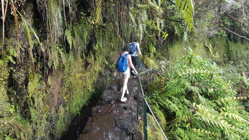 Madeira: Private Guided Levada Caldeirão Verde Walk PR9 - A Deep Dive into the Tour Experience