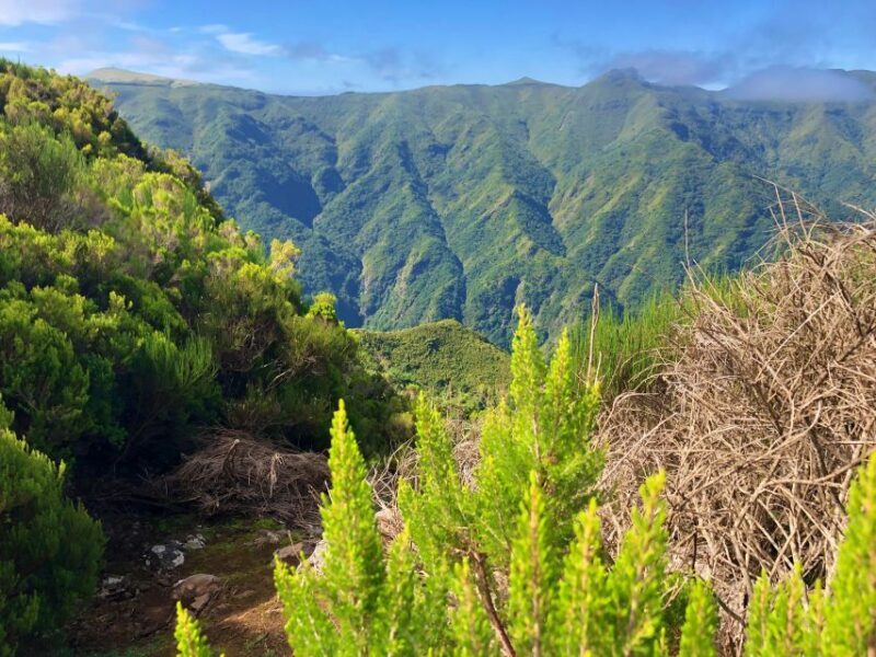 Madeira: Private Guided Vereda do Fanal Walk PR13 - Madeira: Private Guided Vereda do Fanal Walk PR13 — An Authentic Nature Escape