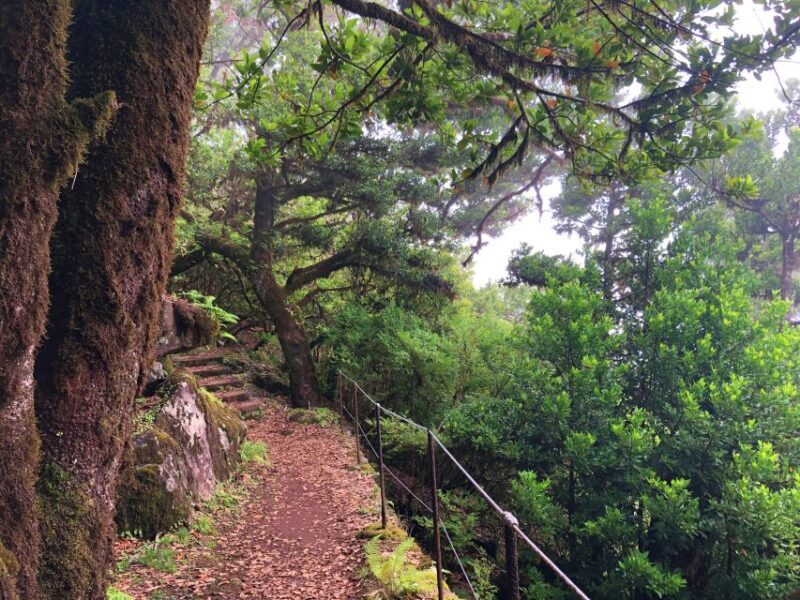 Madeira: Private Guided Vereda do Fanal Walk PR13 - Key Points