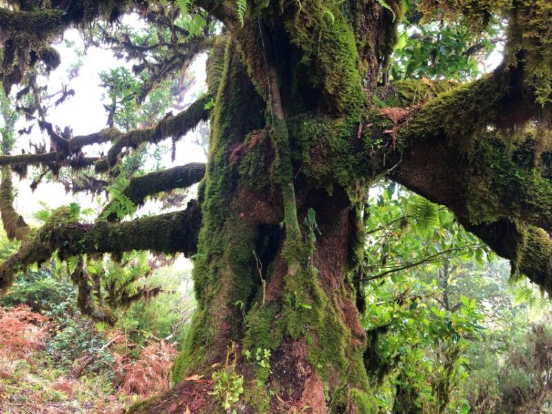 Madeira: Private Guided Vereda do Fanal Walk PR13 - The Real Value of This Tour