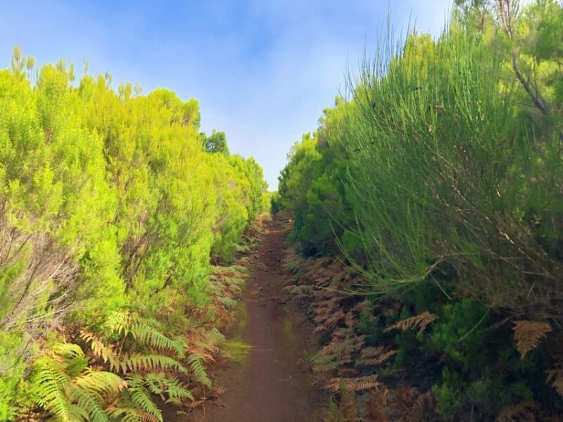 Madeira: Private Guided Vereda do Fanal Walk PR13 - Who Will Enjoy This Tour?