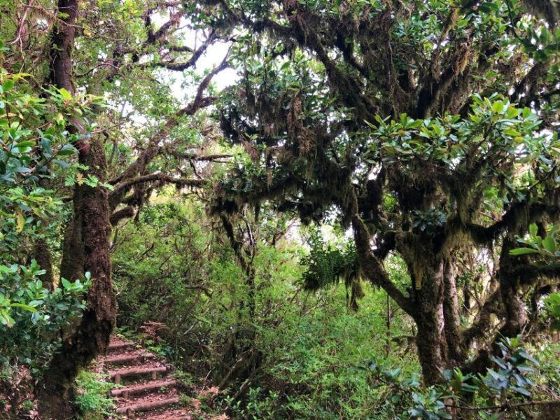 Madeira: Private Guided Vereda do Fanal Walk PR13 - Final Thoughts