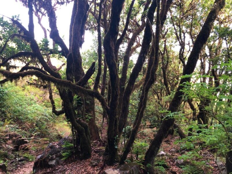Madeira: Private Guided Vereda do Fanal Walk PR13 - FAQs