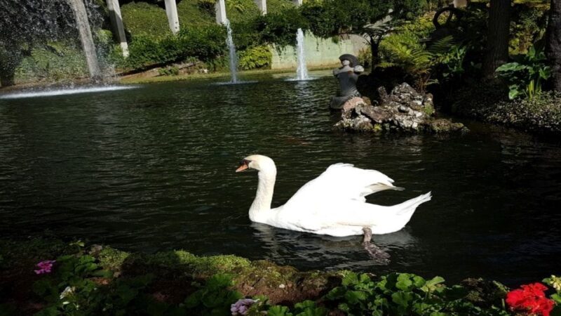 Madeira: Private Half-Day Guided Gardens Tour - Key Points