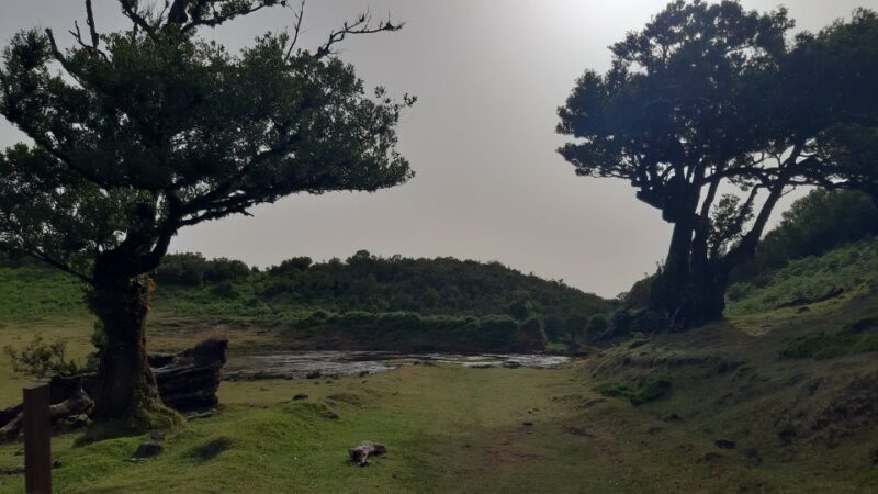 Madeira: Private Tour of Fanal Forest - Key Points