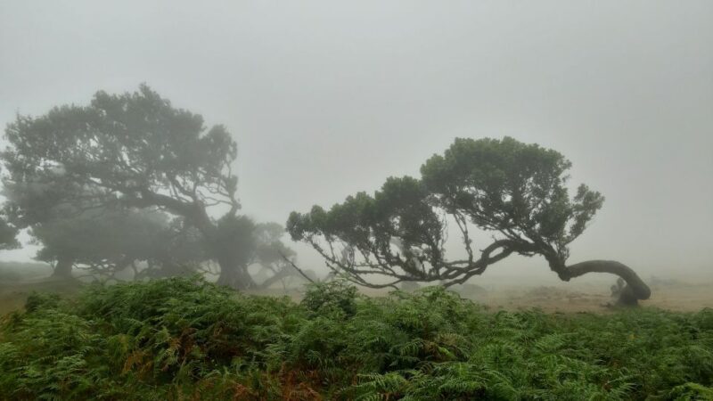 Madeira: Private Tour of Fanal Forest - An In-Depth Look at the Tour Experience