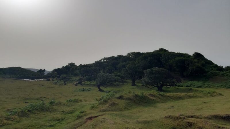 Madeira: Private Tour of Fanal Forest - Why This Tour Delivers Value