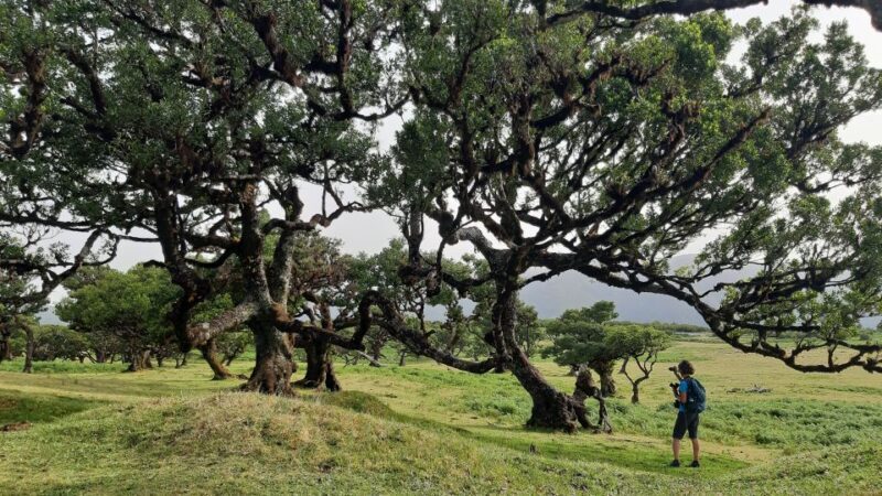 Madeira: Private Tour of Fanal Forest - The Real Value for Nature Enthusiasts & Curious Travelers