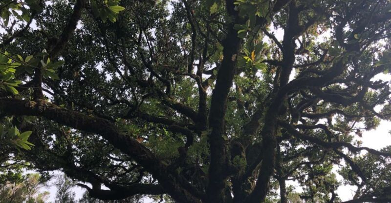 Madeira: Private Tour of Fanal Forest - Final Thoughts