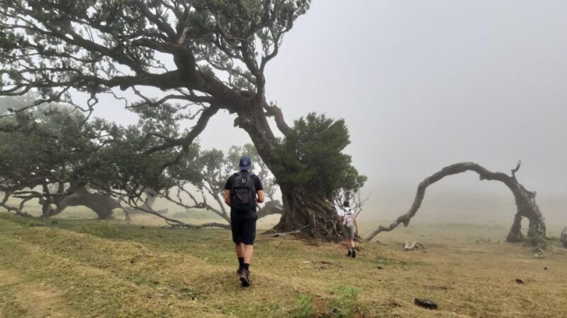 Madeira: Private Tour of Fanal Forest - In Closing