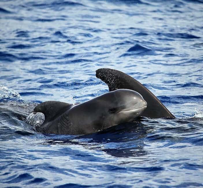 Madeira: Responsible Whales and/or Dolphins Watching Tour - A thorough review of Madeira’s Responsible Whale and Dolphin Watching Tour