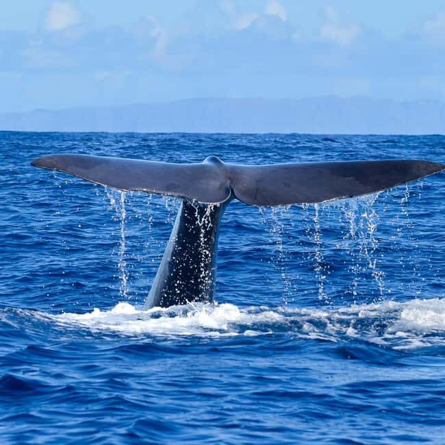 Madeira: Responsible Whales and/or Dolphins Watching Tour - FAQs