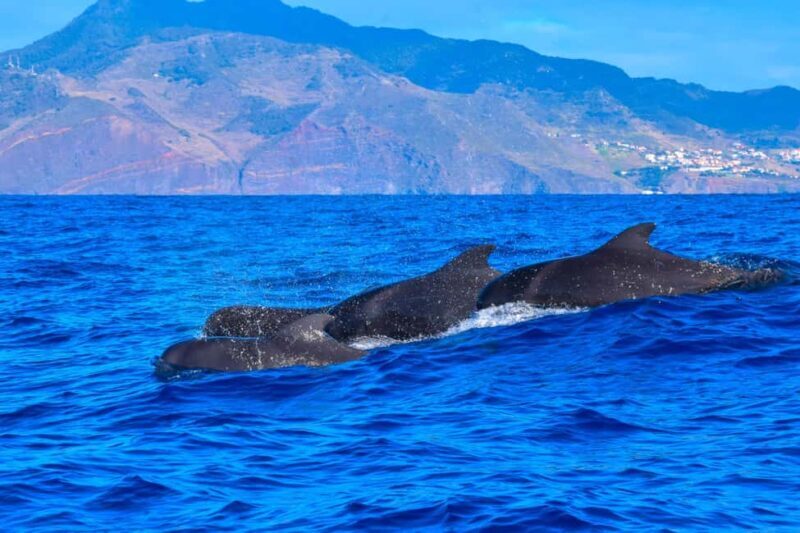Madeira: Responsible Whales and/or Dolphins Watching Tour - To sum it up