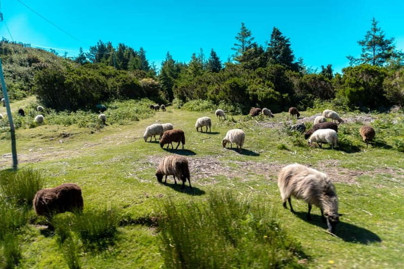 Madeira: Santana Jeep Safari and Balções Levada Walk - An In-Depth Look at the Tour Experience