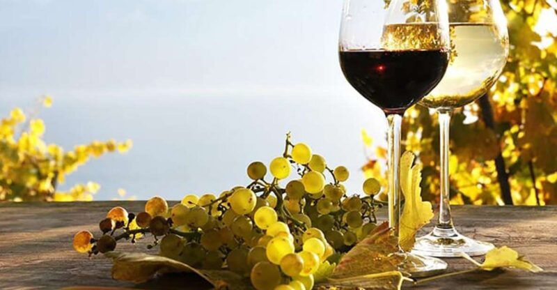 Madeira - Vineyard Tour Wine Tasting - Included - What’s the Real-World Value?