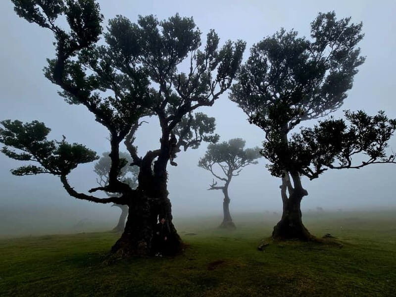 Madeira: Visit the Volcanic Pools, Waterfalls, and Magical Forest of Fanal - The Expansive Paul da Serra