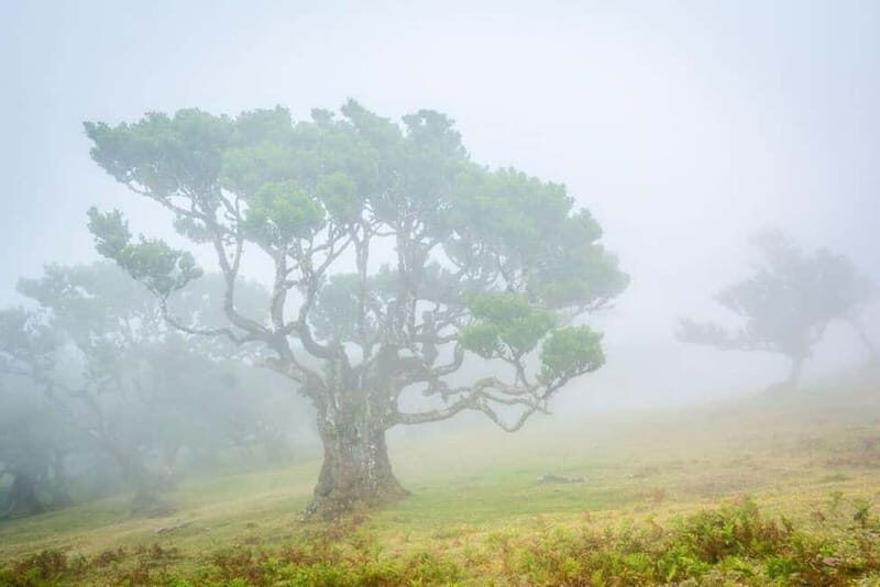 Madeira: West Island Day Trip - An Authentic Half-Day in Madeira’s Northwest