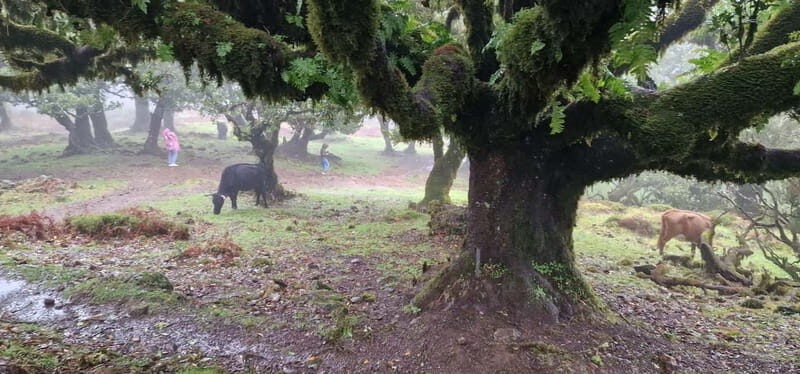 Madeira West Island Full-Day Tour with Fanal Forest - Authentic Experiences: What Travelers Say