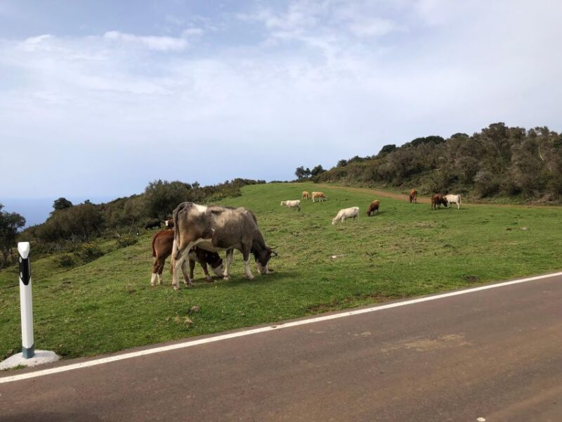 Madeira West Safari - The natural lava pools of Porto Moniz - The Value of the Tour