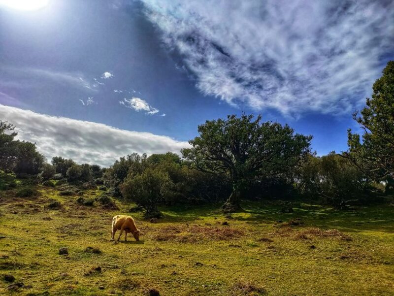 Madeira: Western Madeira Guided Trip & Fanal Mystic Forest - An In-Depth Look at the Tour Experience