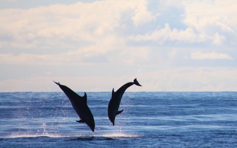 Madeira: Whale and Dolphin Watching Private Cruise - FAQ