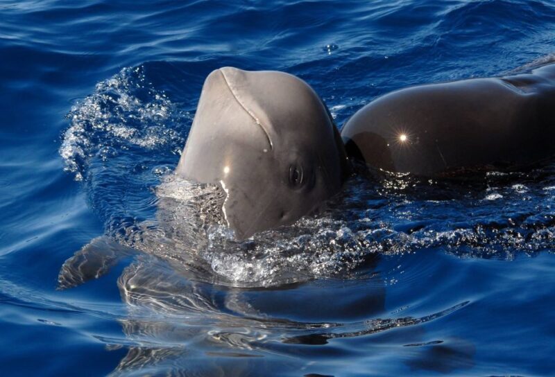 Madeira: Whale and Dolphin Watching Tour - Who Will Love This Experience?