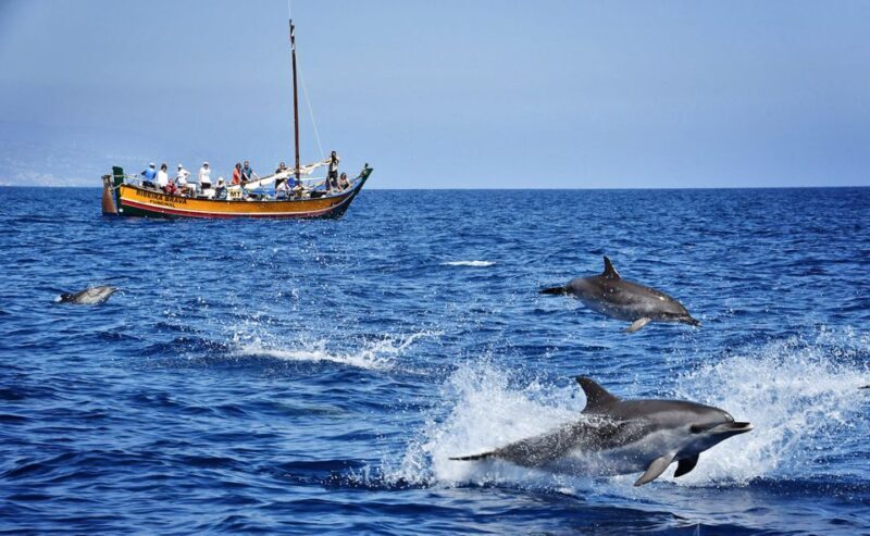 Madeira: Whale Watching Excursion in a Traditional Vessel - Who Will Love This Tour?