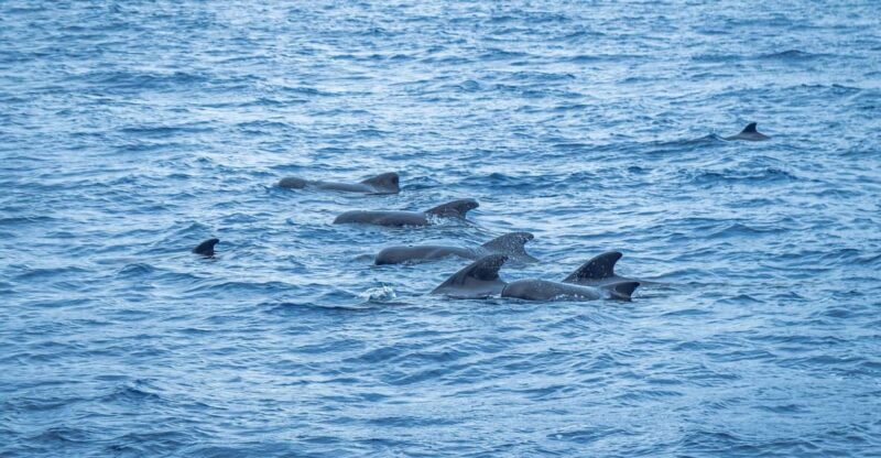 Madeira : Whales and Dolphins wooden boat excursion - The Reality of a Marine Wildlife Tour in Madeira