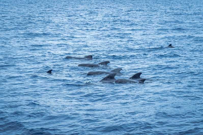 Madeira : Whales and Dolphins wooden boat excursion - Authentic Experiences and Traveler Feedback
