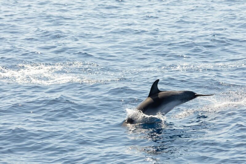 Madeira : Whales and Dolphins wooden boat excursion - Who Will Appreciate This Tour?