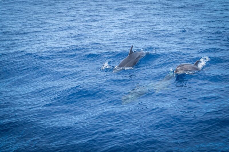 Madeira : Whales and Dolphins wooden boat excursion - The Sum Up