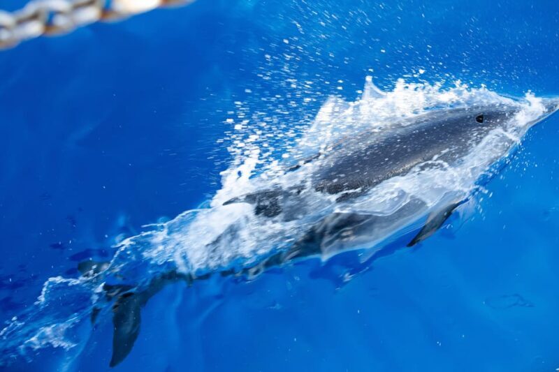 Madeira : Whales and Dolphins wooden boat excursion - FAQ