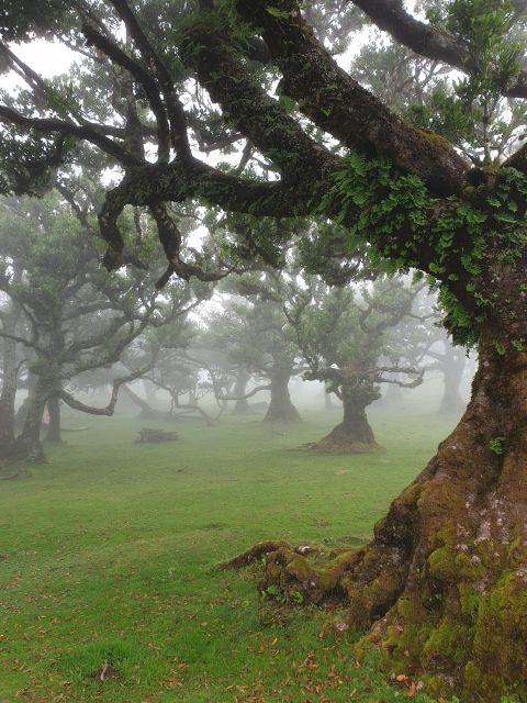 Madeira Wild West 4X4 Private Tour - An In-Depth Look at the Madeira Wild West 4X4 Tour