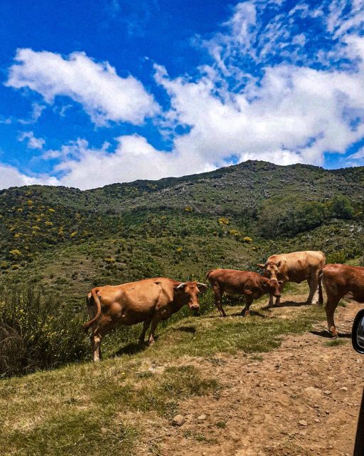 Madeira Wild West 4X4 Private Tour - Final Thoughts
