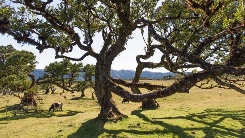 Madeira Wild West 4X4 Tour Safari - An Introduction to the Madeira Wild West 4X4 Tour