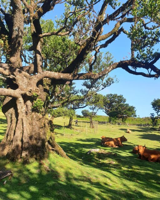 Madeira Wild West 4X4 Tour Safari - FAQ