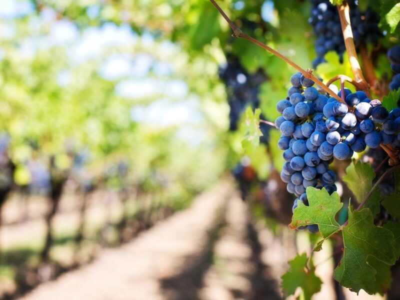 Madeira: Wine Safari Jeep Tour with Local Guide - Final Thoughts: Is This Tour Right for You?