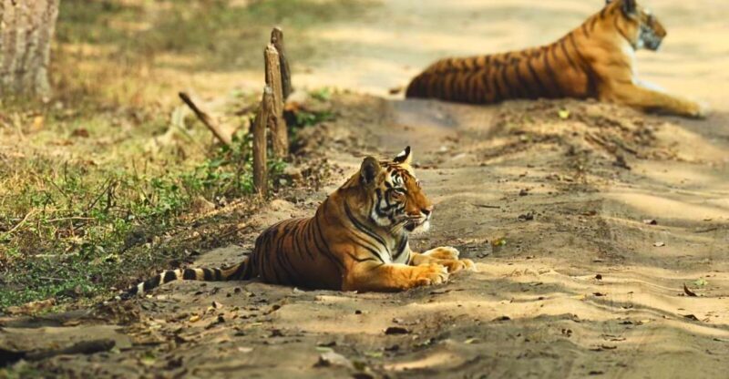 Madhya Pradesh: Kanha National Park Guided Safari Tour - Key Points
