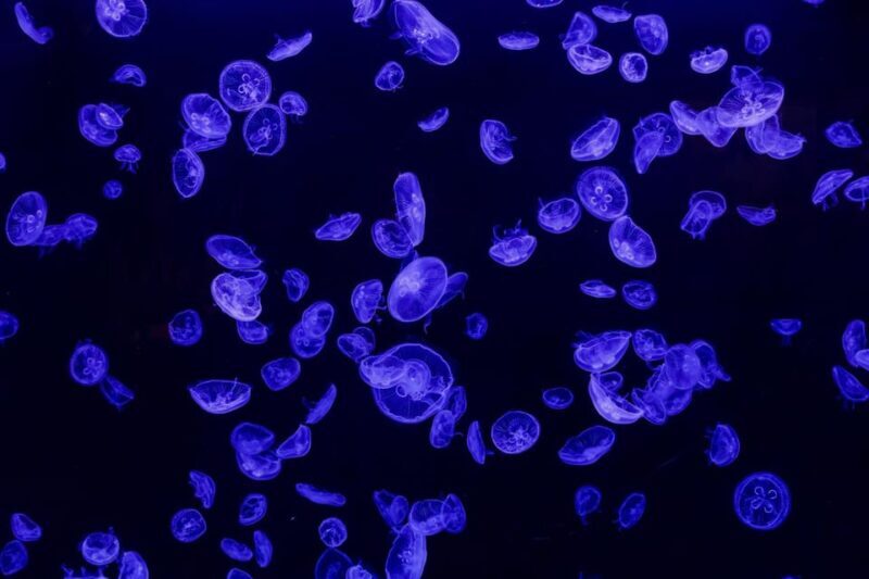 Madrid: Atlantis Aquarium Entry Ticket - Authentic Feedback from Visitors
