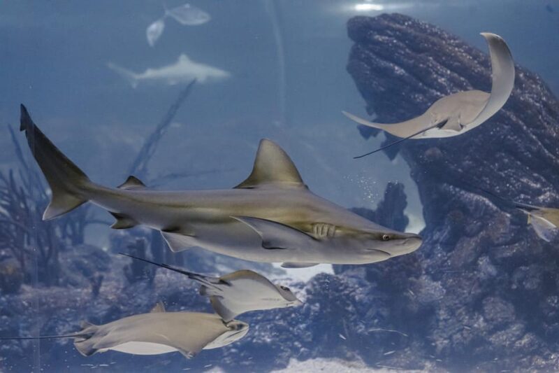 Madrid: Atlantis Aquarium Entry Ticket - Who Will Love This Tour?