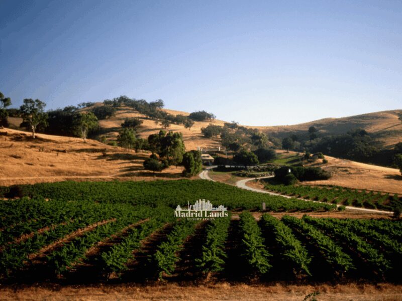 Madrid: Luxury Winery Emilio Moro Tour - FAQs