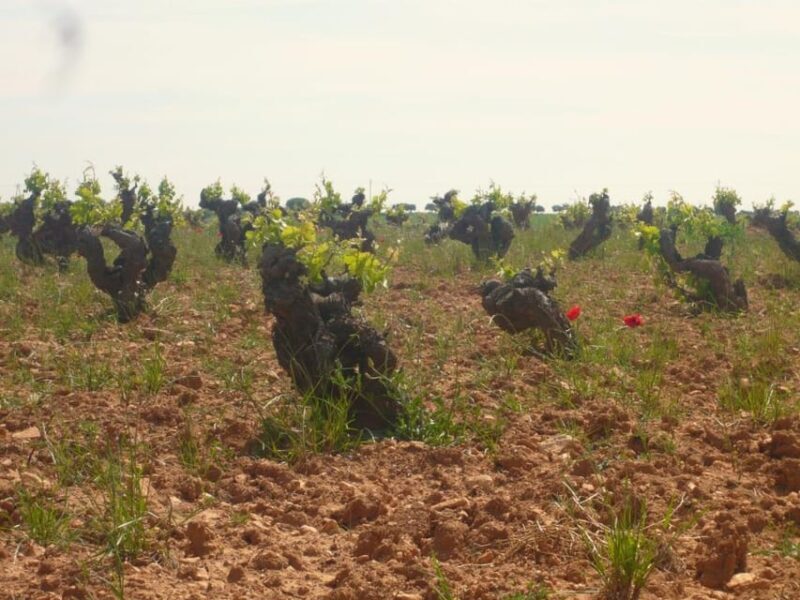 Madrid: Regional Madrid Wineries Guided Tour and Tastings - What Travelers Say