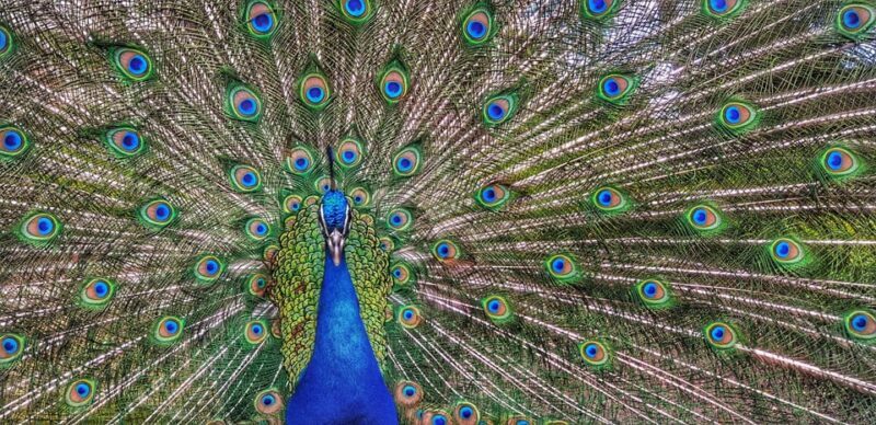 Madrid: Retiro Park Guided Tour with a Photographer - Introduction: What Makes This Tour Stand Out?