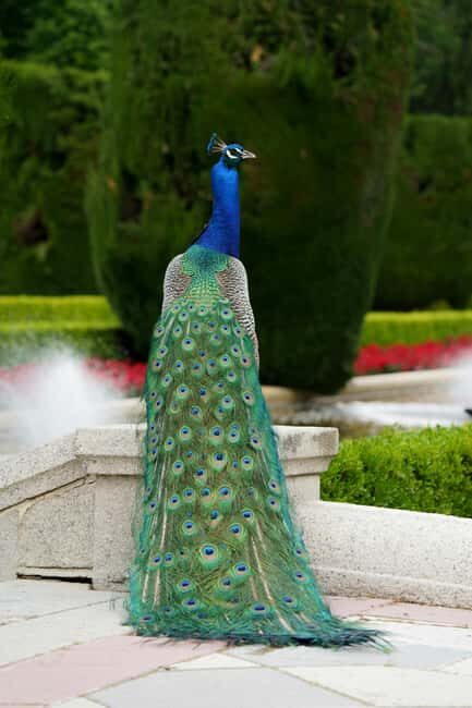 Madrid: Retiro Park Guided Walking Tour with Gourmet Tapas - Why the Tapas Matter: More Than Just Food
