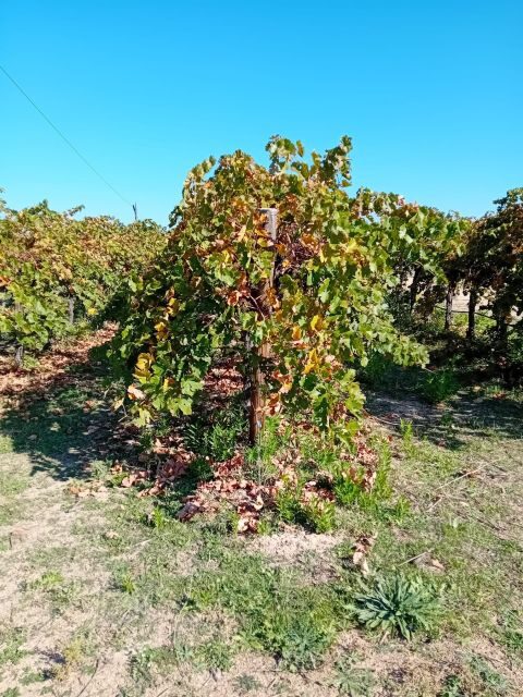 Madrid Wine Tour: Visit Two Wineries with Tastings - Transportation, Group Size, and Value