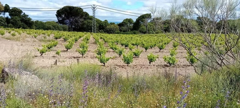 Madrid Winery Tour: Visit & Tasting With Sommelier Guide - Frequently Asked Questions