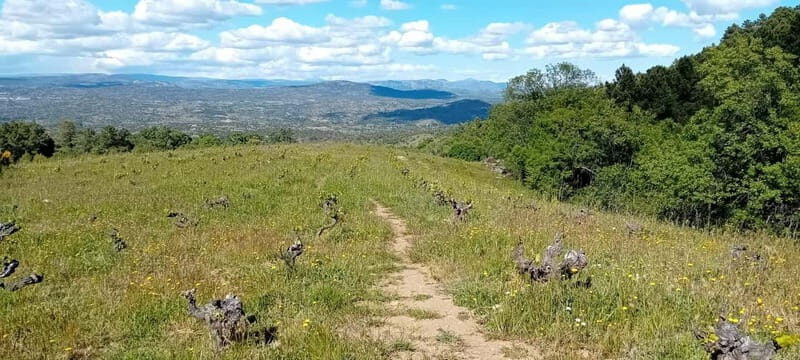 Madrid Winery Tour with Tasting & Sommelier Guide - Winery Visit: A Boutique Experience