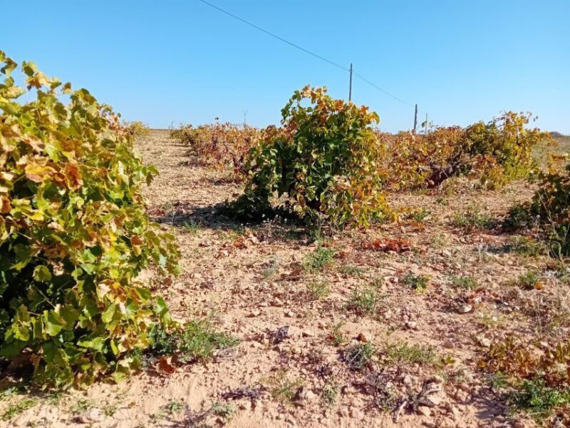 Madrid Winery Tour with Tasting & Sommelier Guide - Scenic Views and Authentic Atmosphere