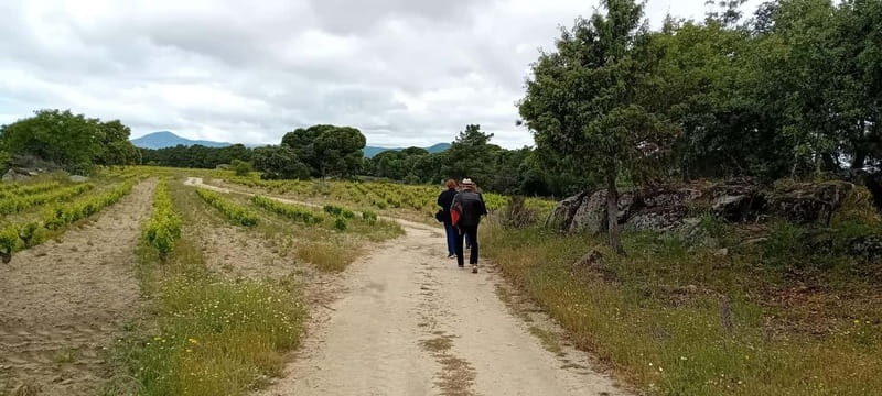Madrid Winery Tour with Tasting & Sommelier Guide - Return Journey and Ending: Plaza del Marqués de Salamanca